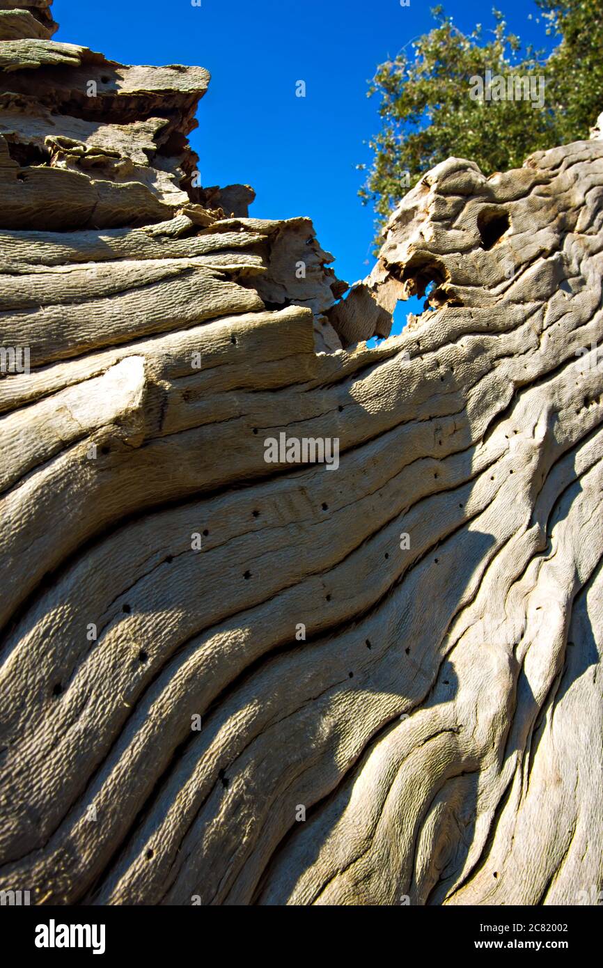 Old, dry tree. Pattern nature background. Natural wood detail Stock ...