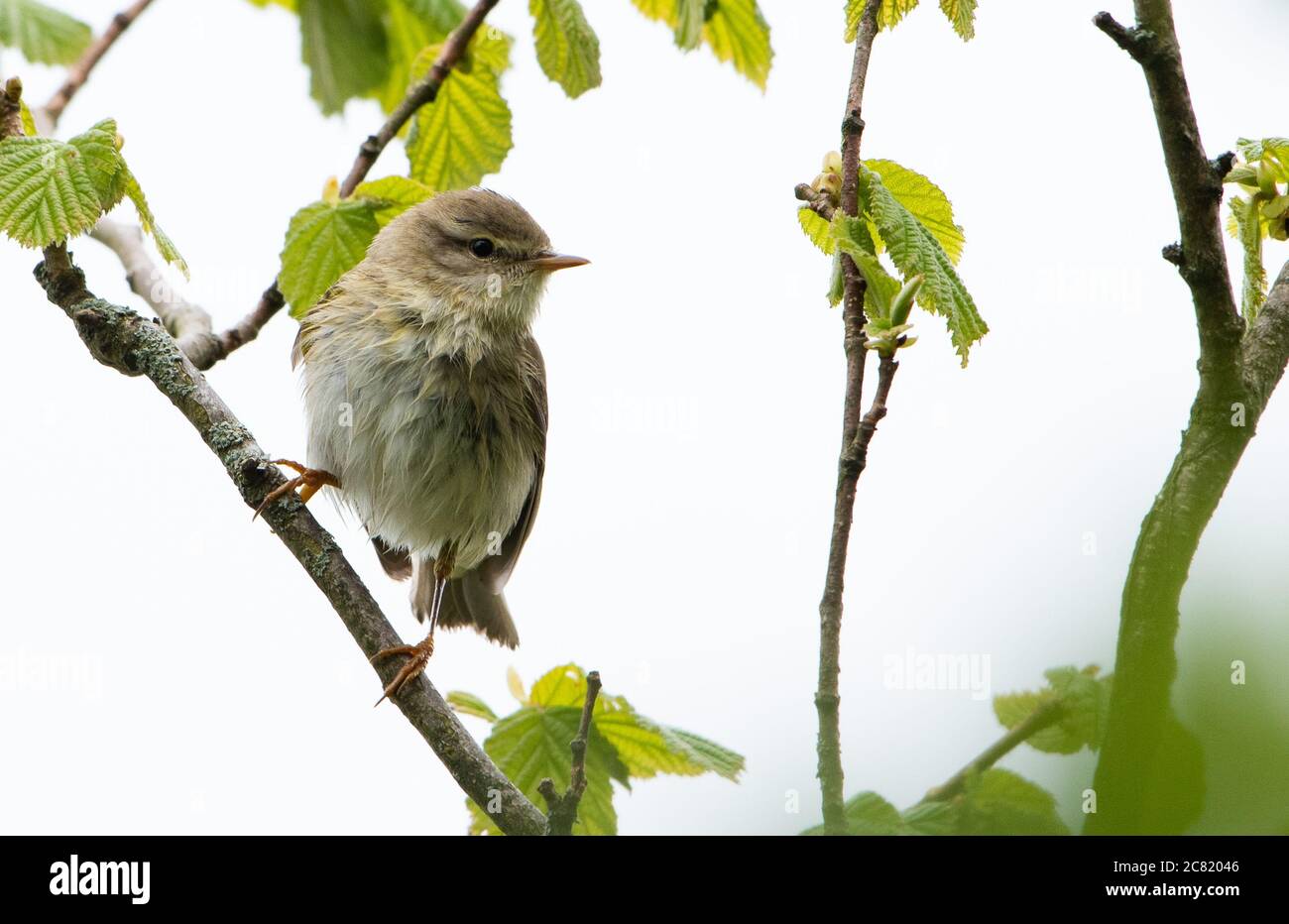 Willow warbler, Chipping, Preston, Lancashire, UK Stock Photo - Alamy