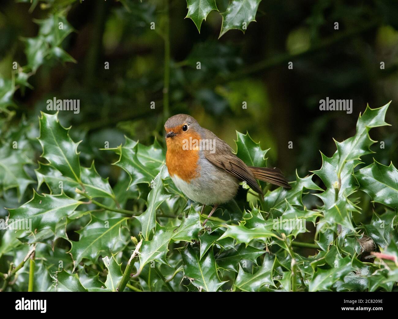 Robin in holly bush hi-res stock photography and images - Alamy