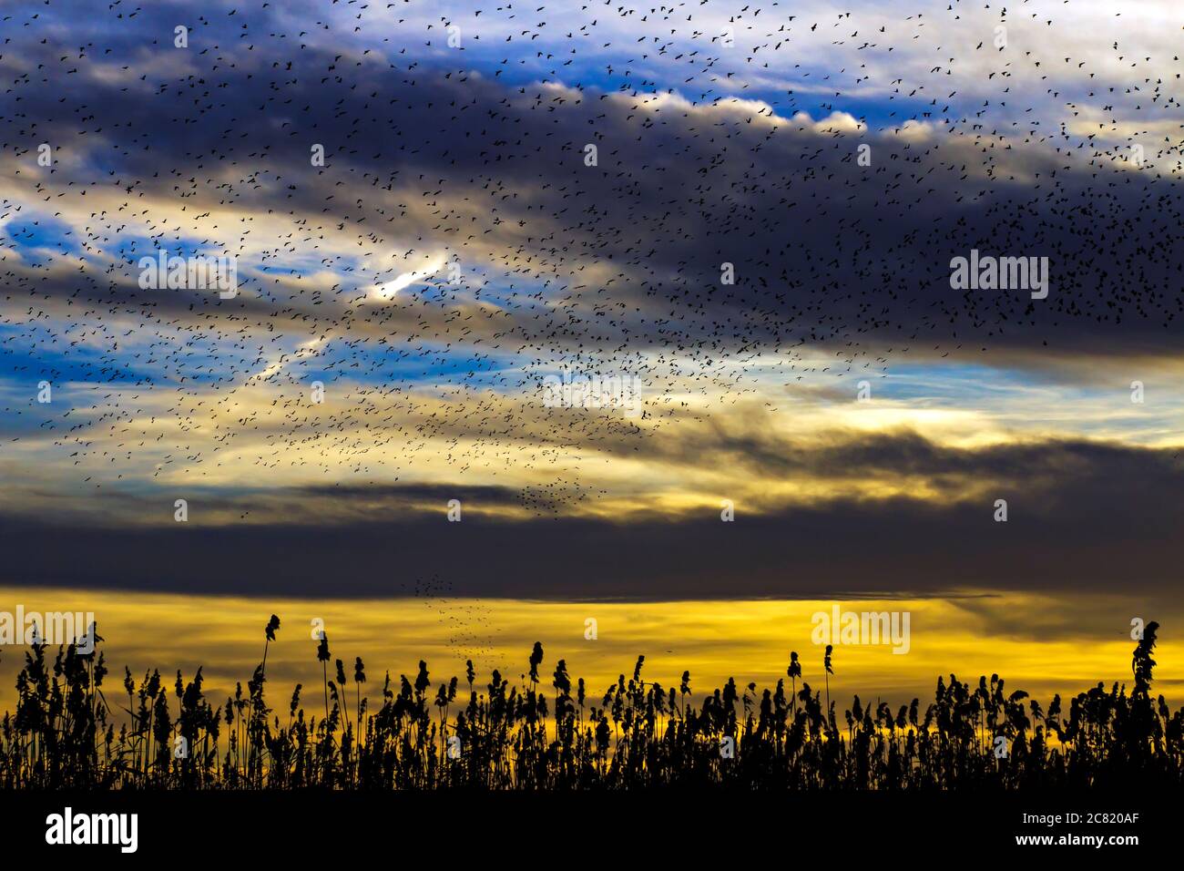 Sunset nature and birds. Sunset colors background Stock Photo - Alamy