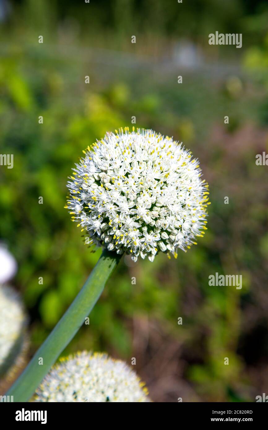 White round flower hi-res stock photography and images - Alamy