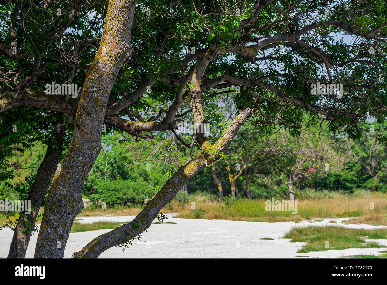 trees and tall grass in the camping Thin Cape, a great place to relax ...