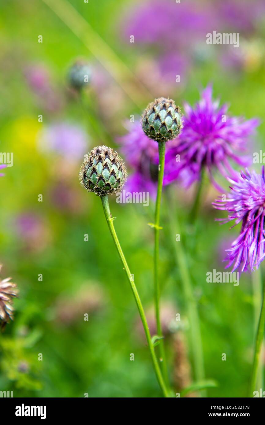 Plant wildflowers hi-res stock photography and images - Alamy