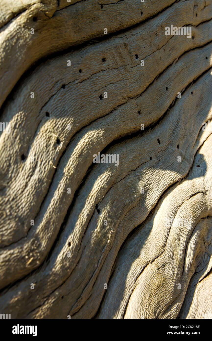 Old, dry tree. Pattern nature background. Natural wood detail Stock ...
