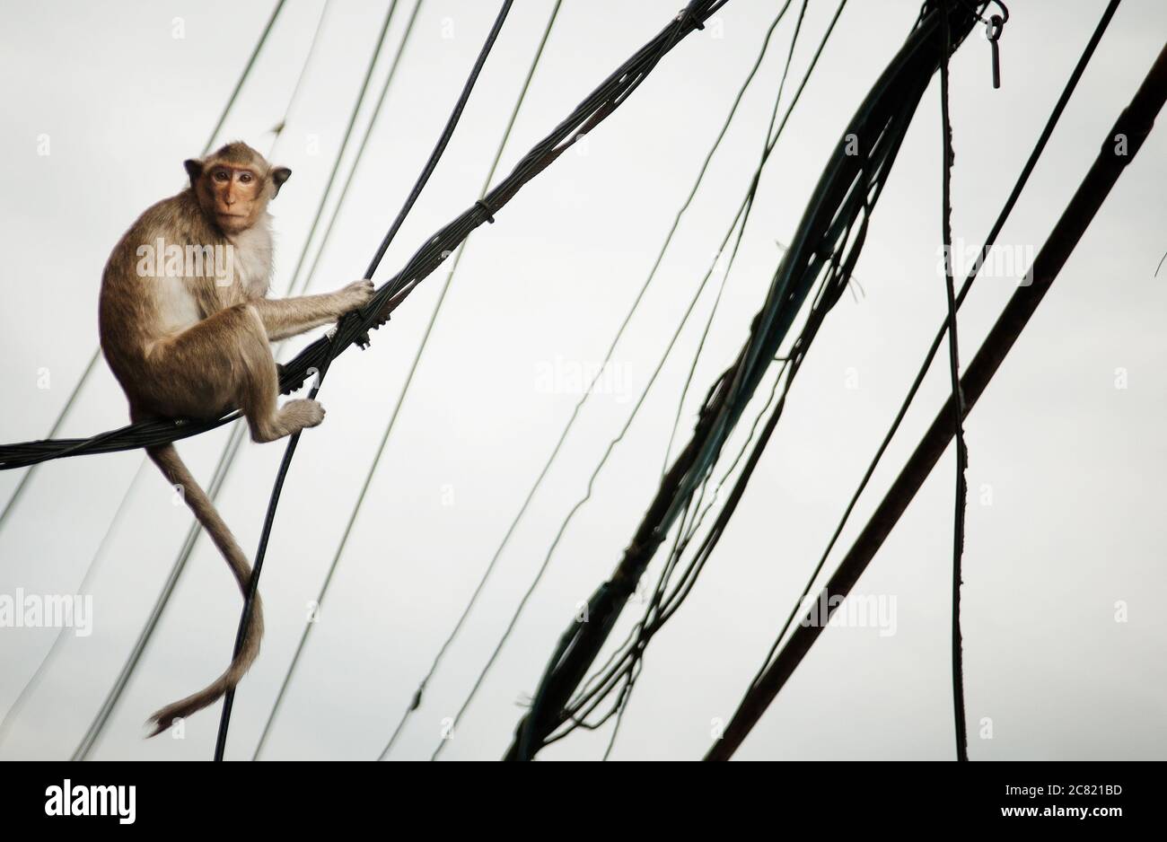 Monkey sitting on power lines in Lopburi, Thailand, Southeast Asia ...