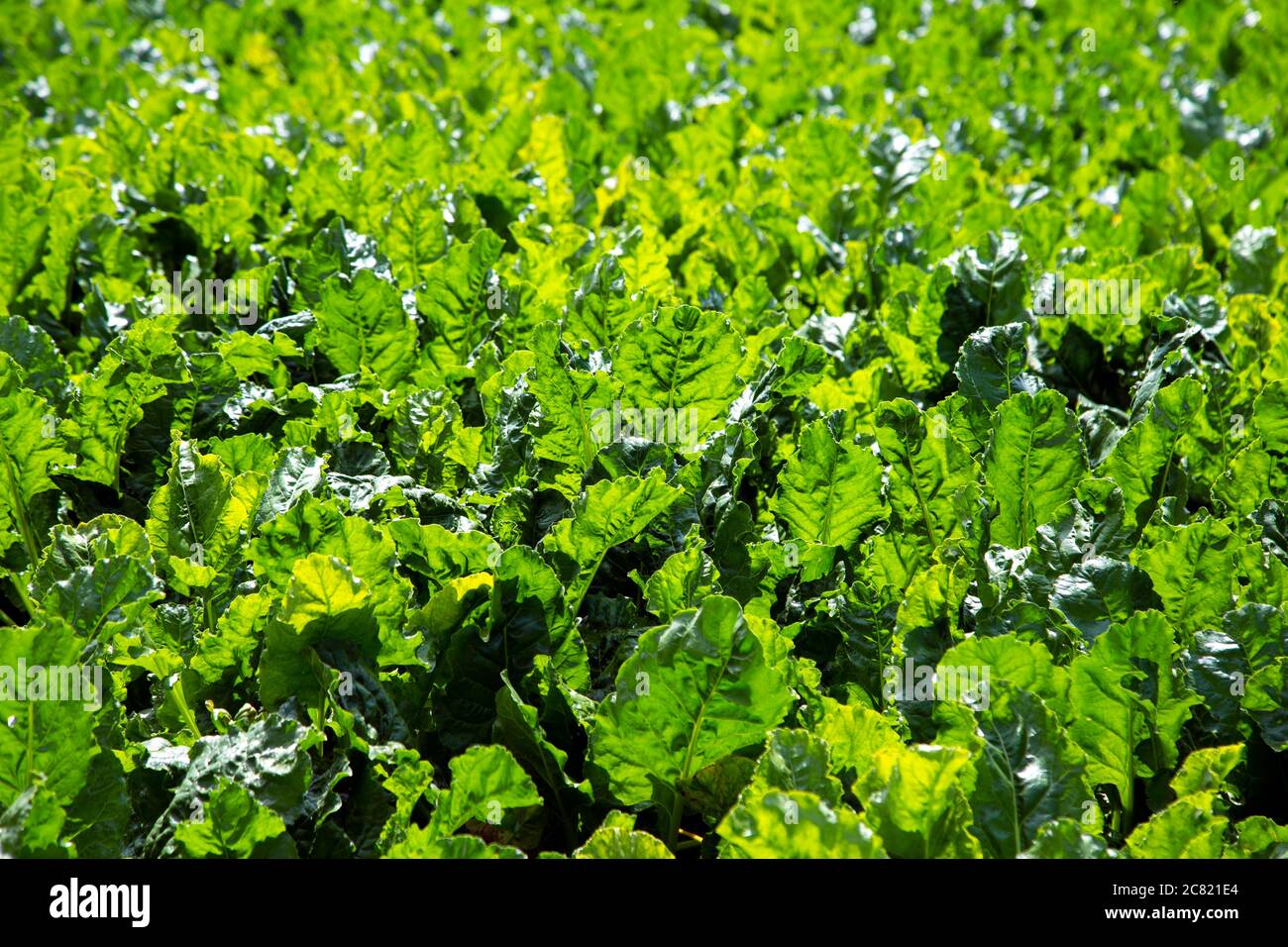 Sugar beet farm in Hertfordshire, UK Stock Photo - Alamy