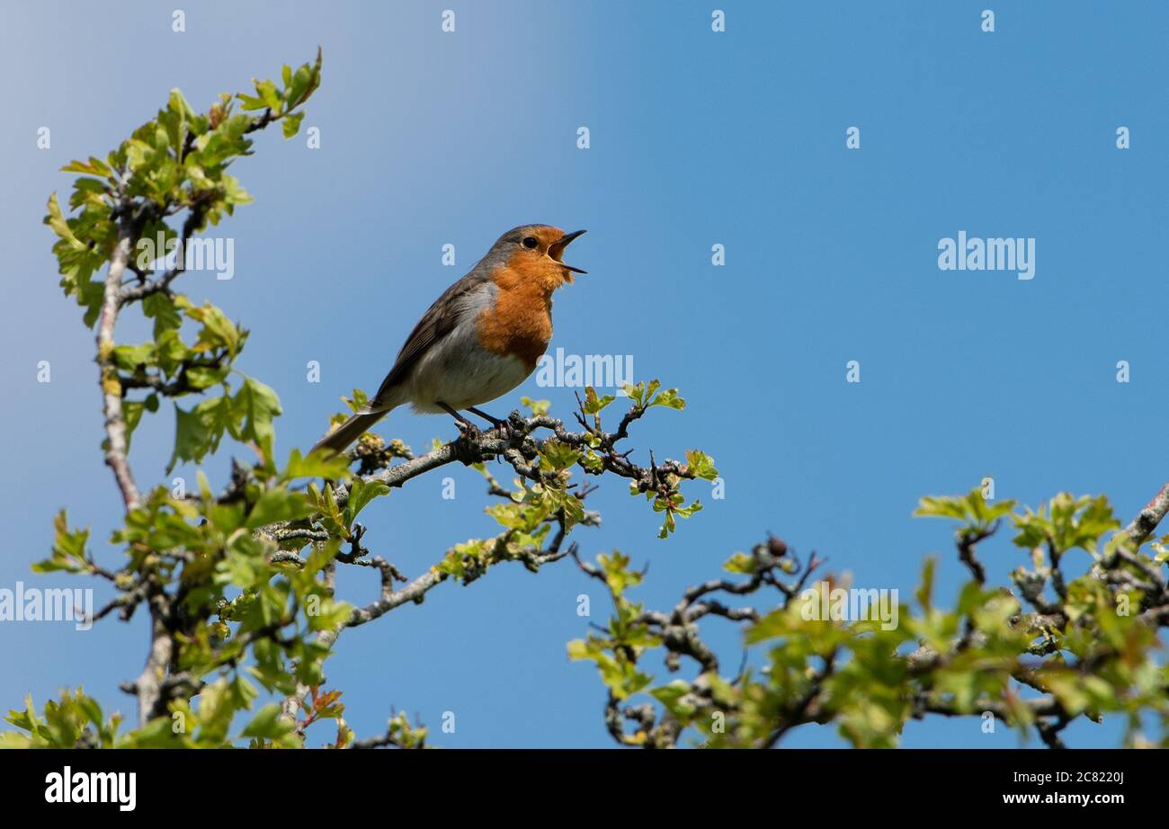 Robin in a hedge hi-res stock photography and images - Alamy