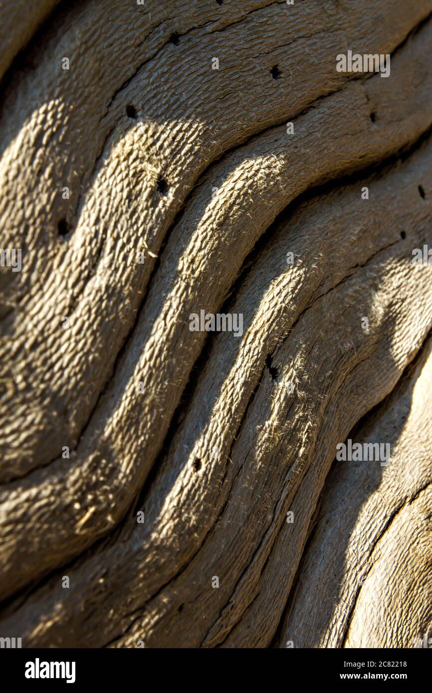 Old, dry tree. Pattern nature background. Natural wood detail Stock ...