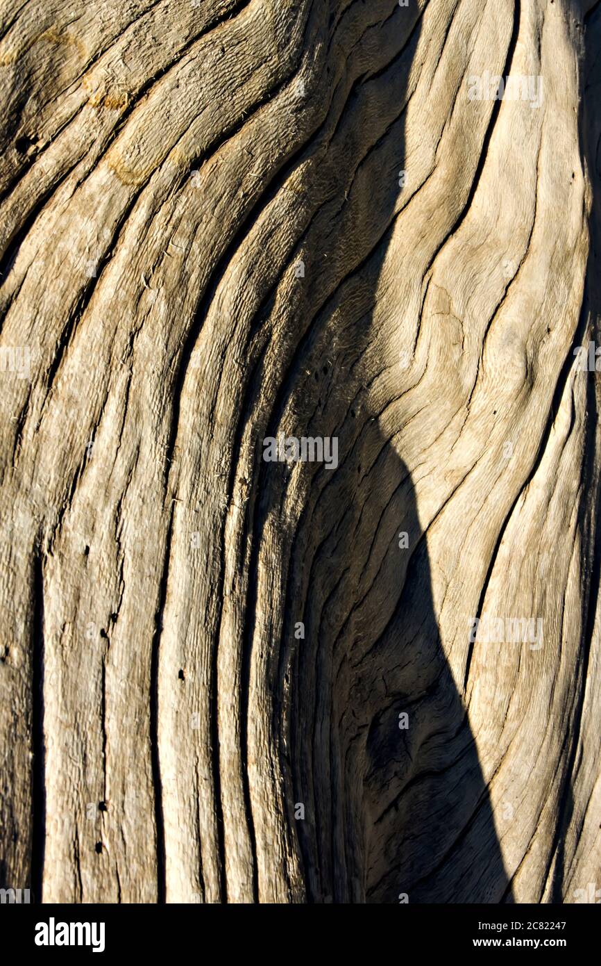 Old, dry tree. Pattern nature background. Natural wood detail Stock ...