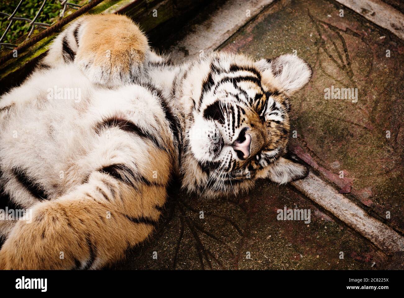 Tiger laying in the sun Stock Photo - Alamy