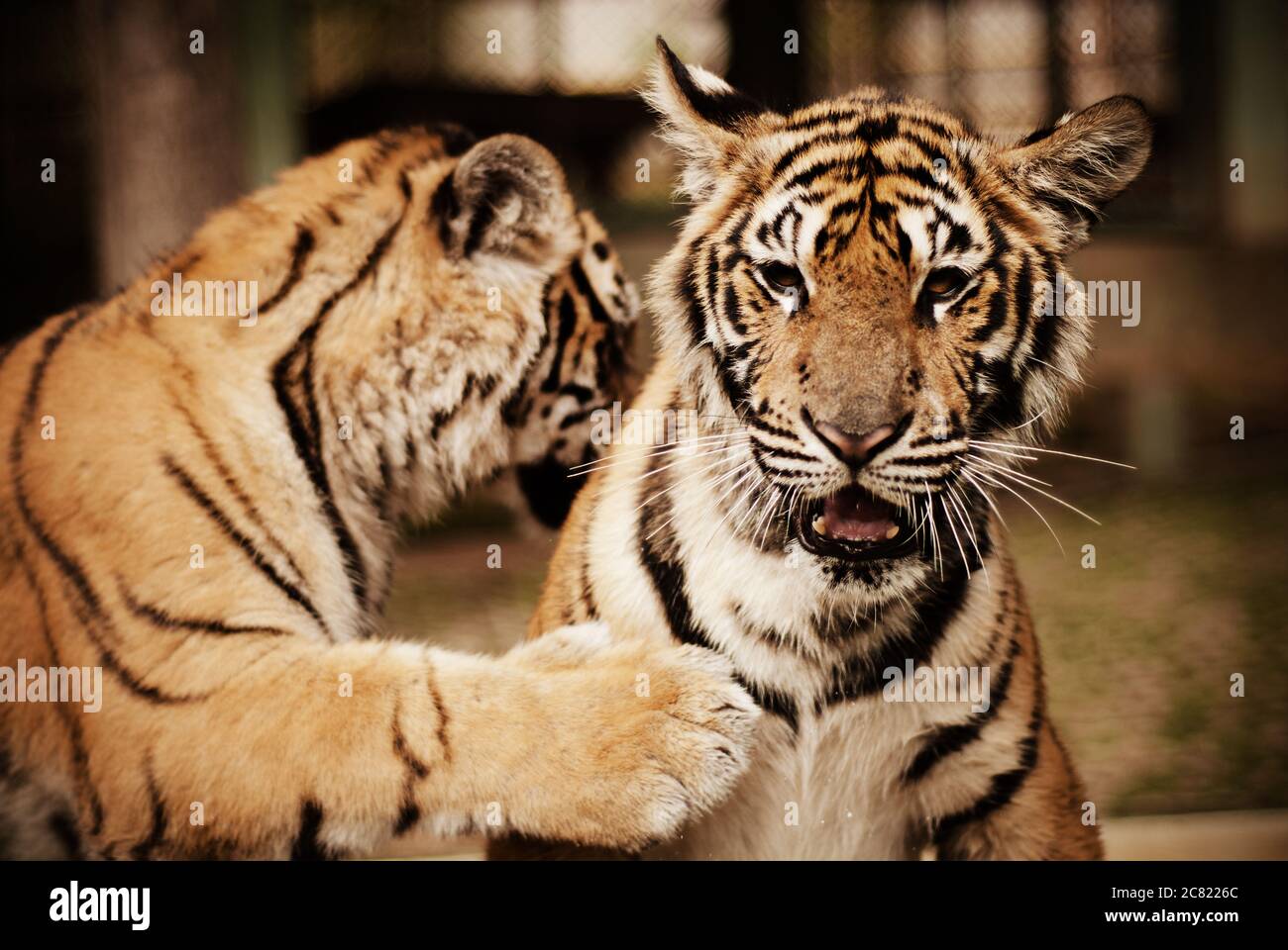 Tiger animal cat hi-res stock photography and images - Alamy