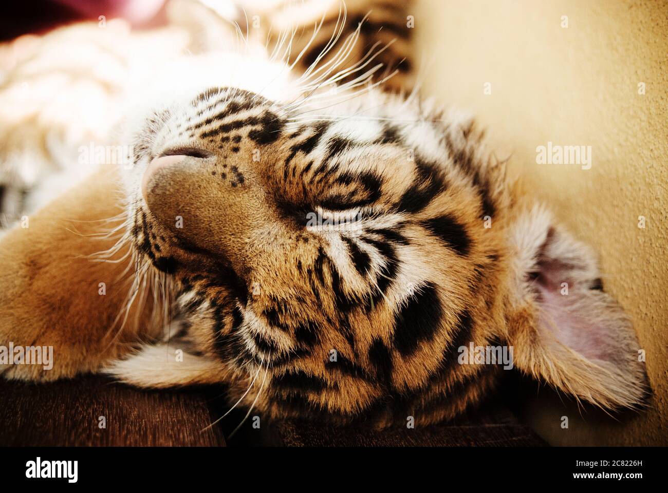 Sleeping tiger cub hi-res stock photography and images - Alamy