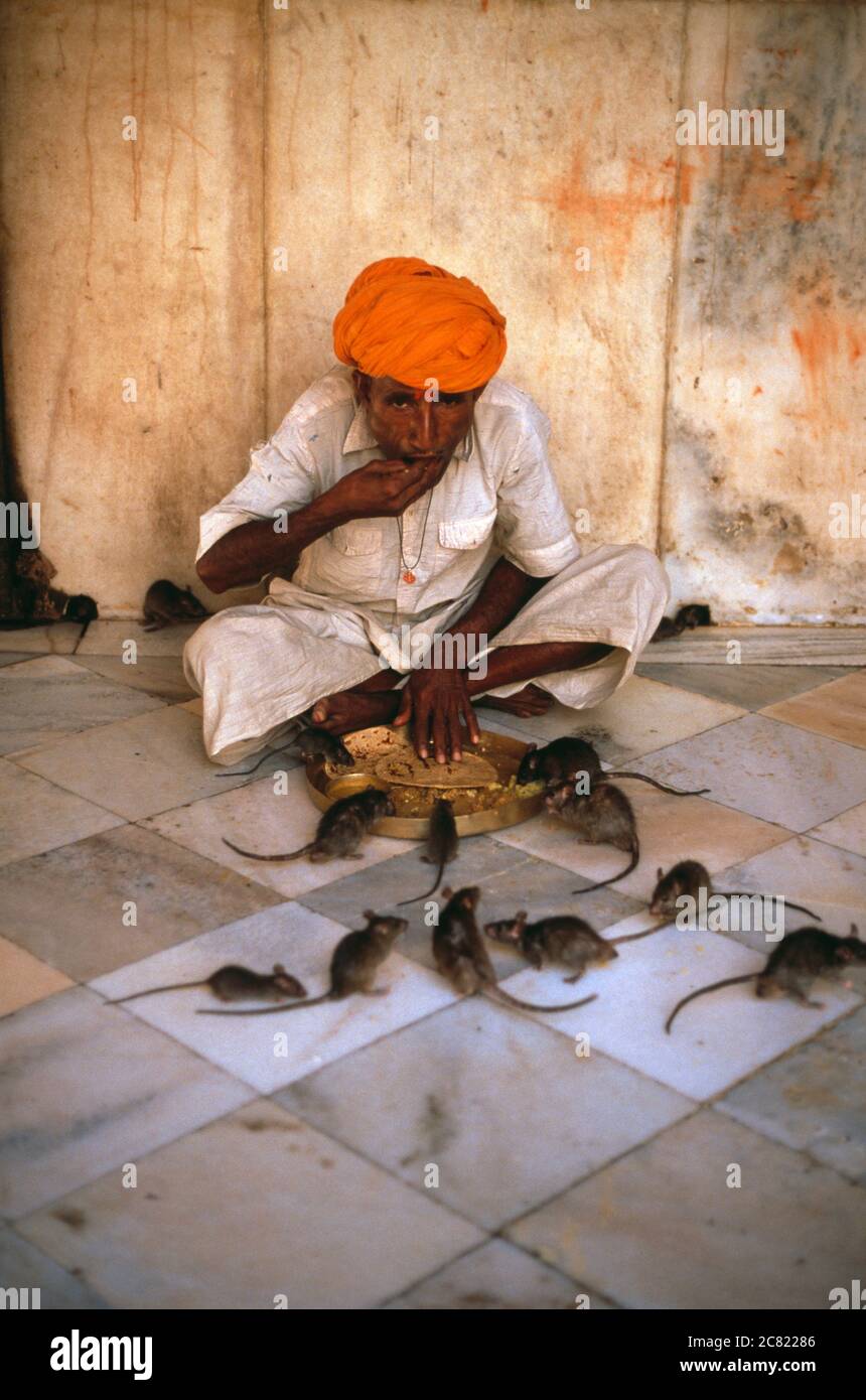 Rats eating mouse hi-res stock photography and images - Alamy
