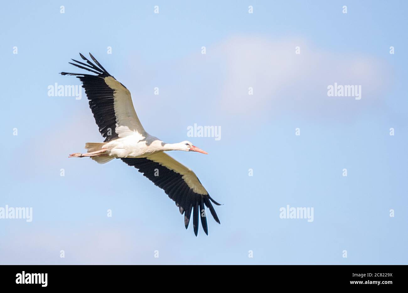 Knepp castle estate stork hi-res stock photography and images - Alamy