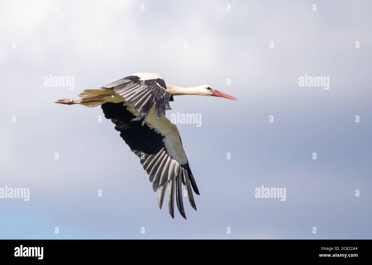 Knepp castle estate stork hi-res stock photography and images - Alamy