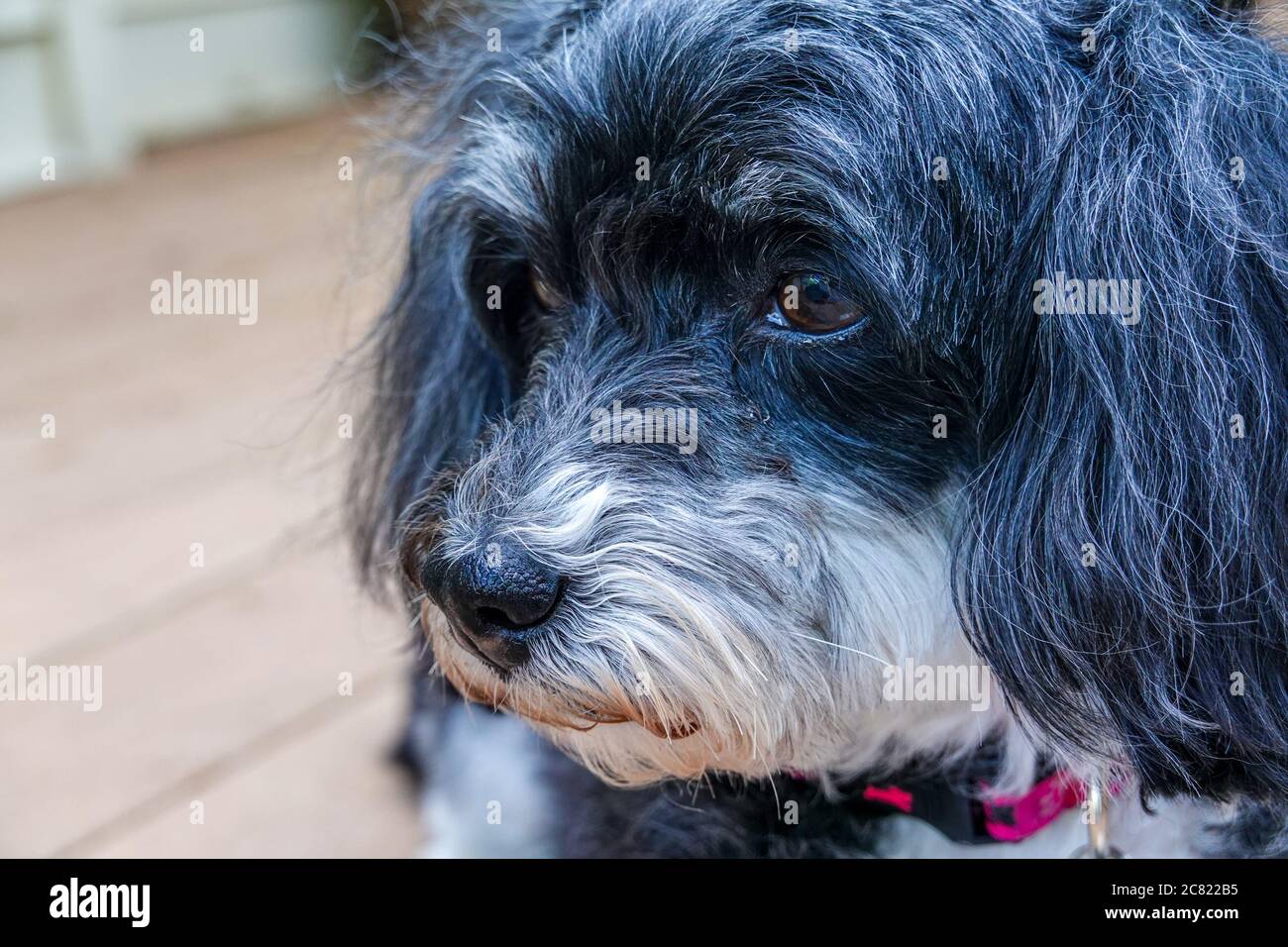 Havanese face hi-res stock photography and images - Alamy
