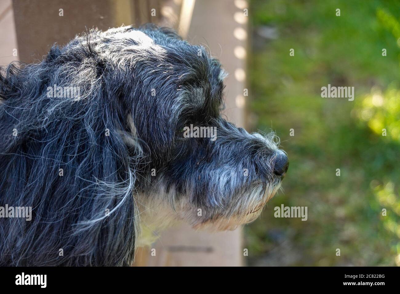 Havanese face hi-res stock photography and images - Alamy