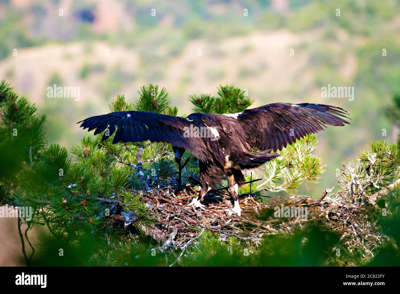 Vulture nest. Cinereous Vulture. Pine tree. Green forest background ...
