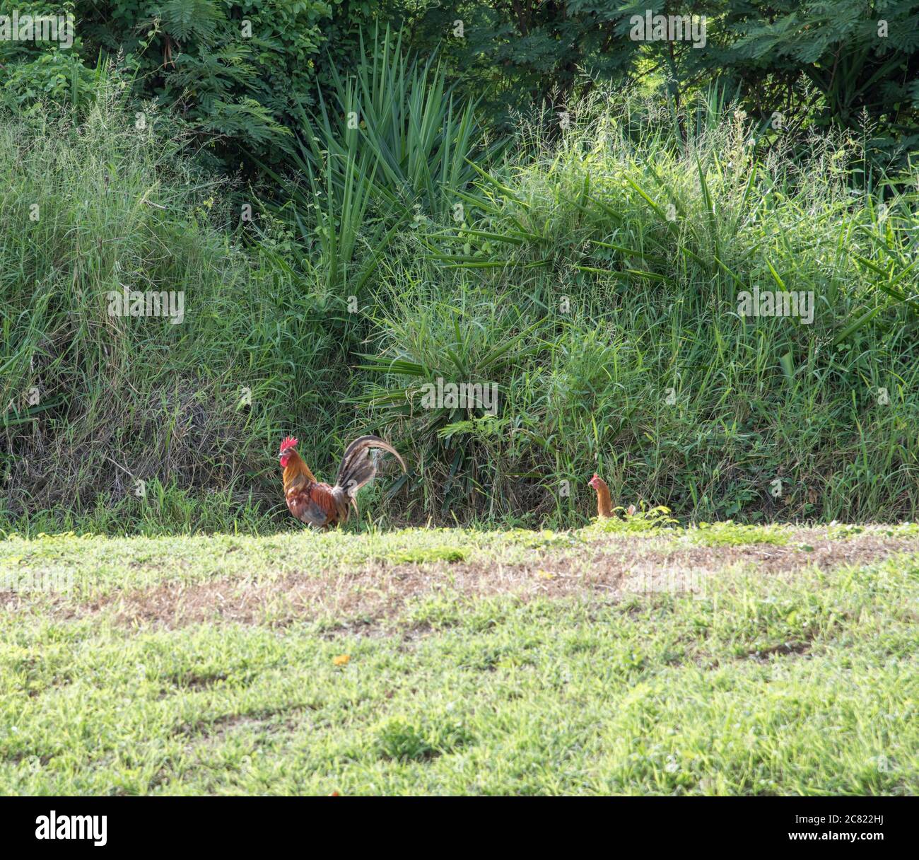 Wild rooster and chickens roaming free with natural greenery on the ...