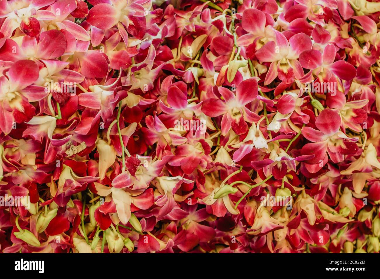 Colourful and busy Pak Khlong Talat flower market in Bangkok has a huge ...