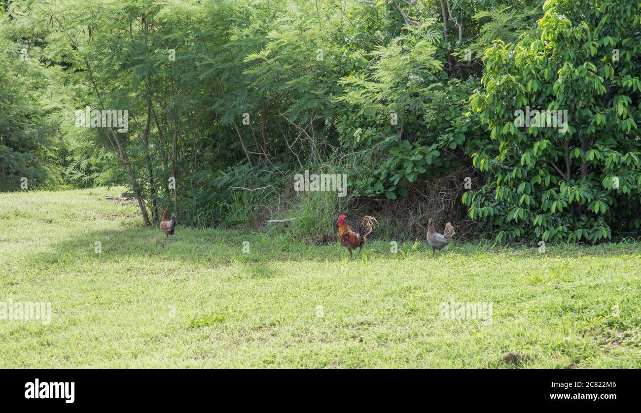 Wild rooster and chickens roaming free with natural greenery on the ...