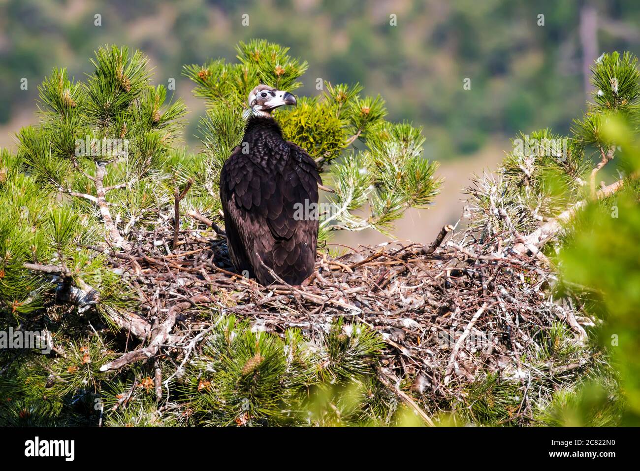 Vulture nest. Cinereous Vulture. Pine tree. Green forest background ...