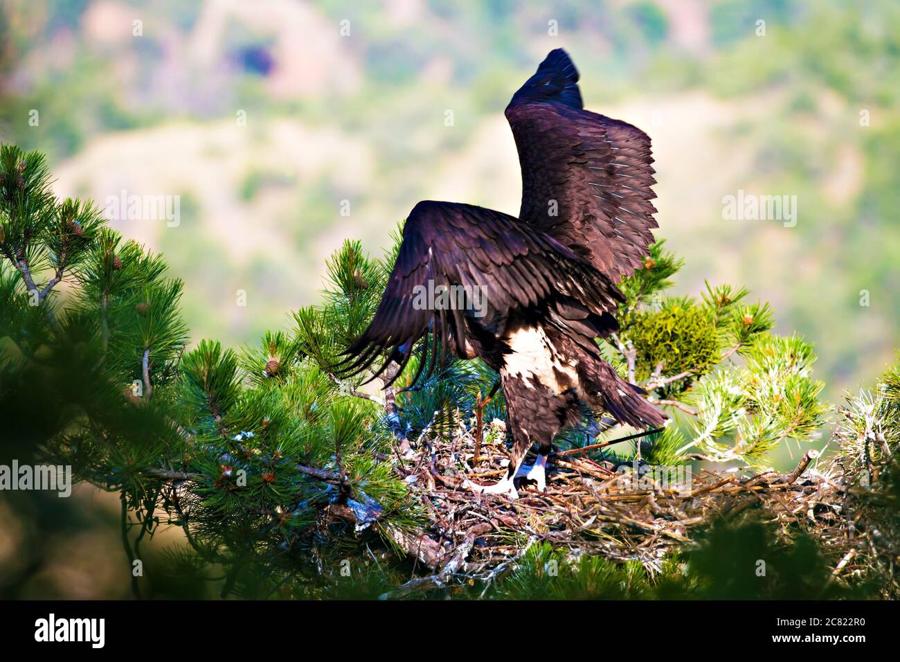 Vulture nest. Cinereous Vulture. Pine tree. Green forest background ...
