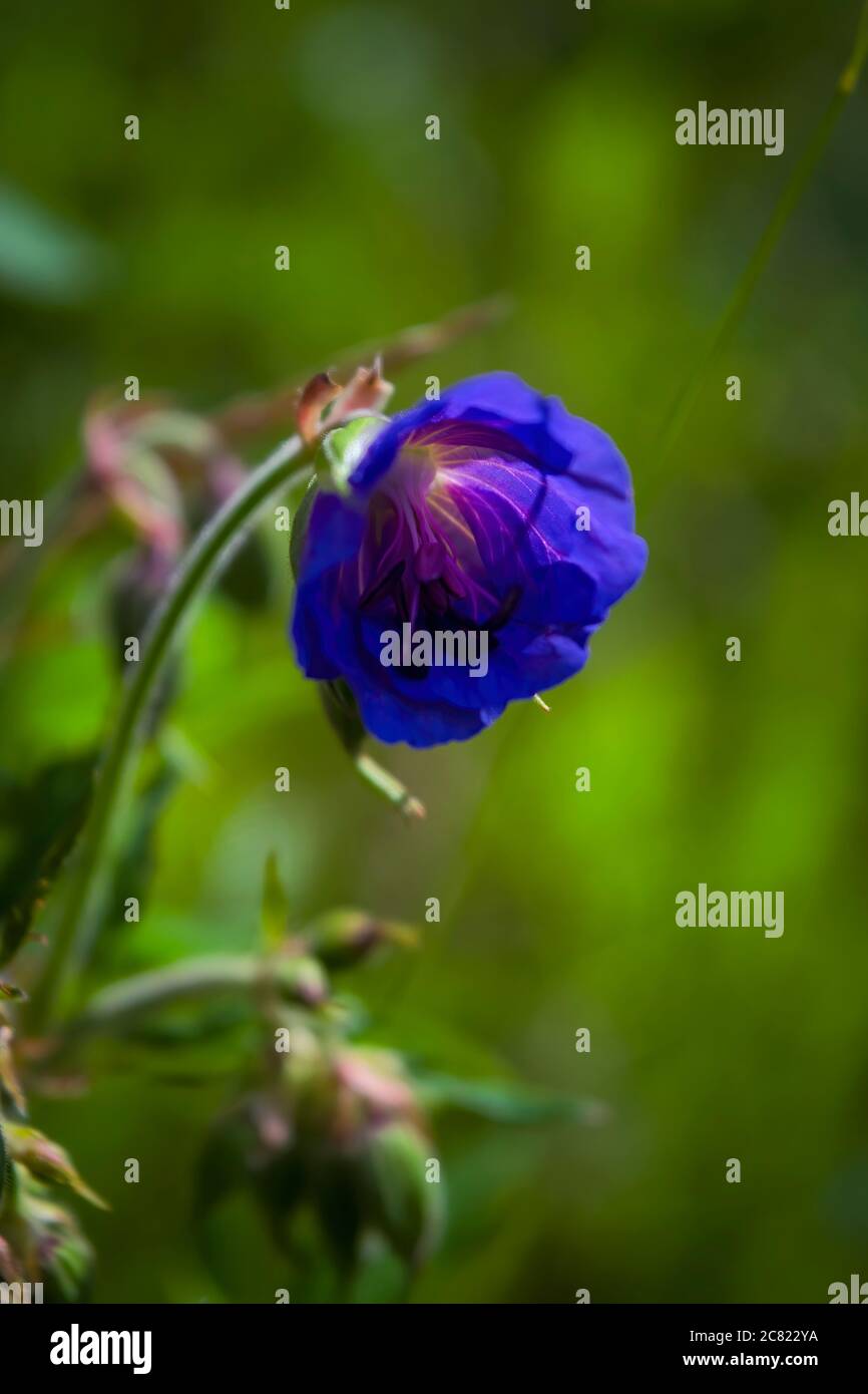 Wood cranesbill, woodland geranium, Geranium sylvaticum. Forest ...