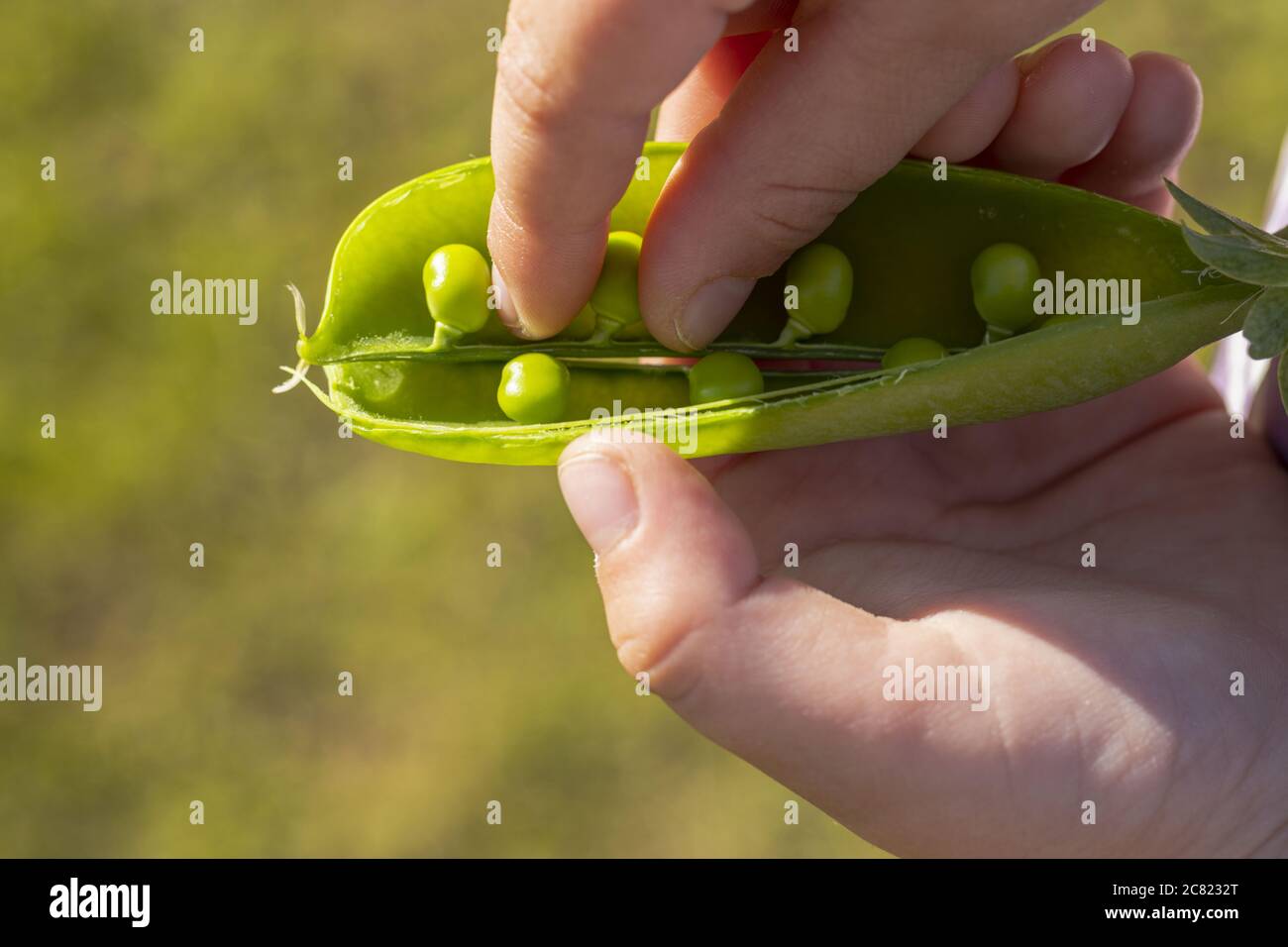 Close up view of open pea pod in child hands. Healthy organic food ...