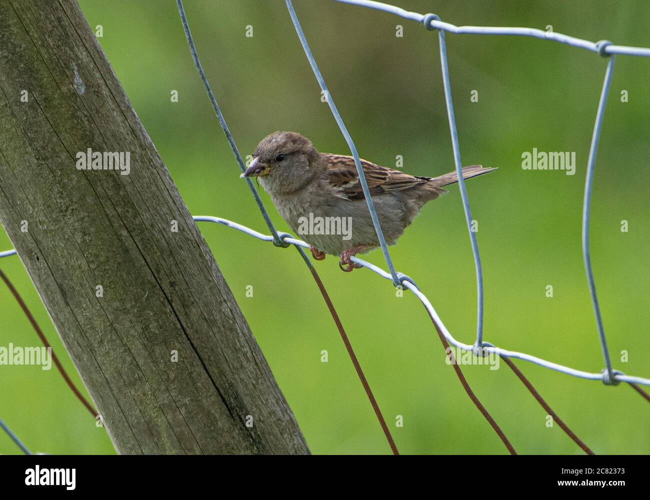 A female House sparrow, Chipping, Preston, Lancashire, UK Stock Photo ...