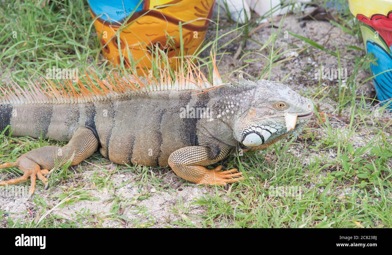 Close-up of green iguana with orange spikes on the tropical island of ...