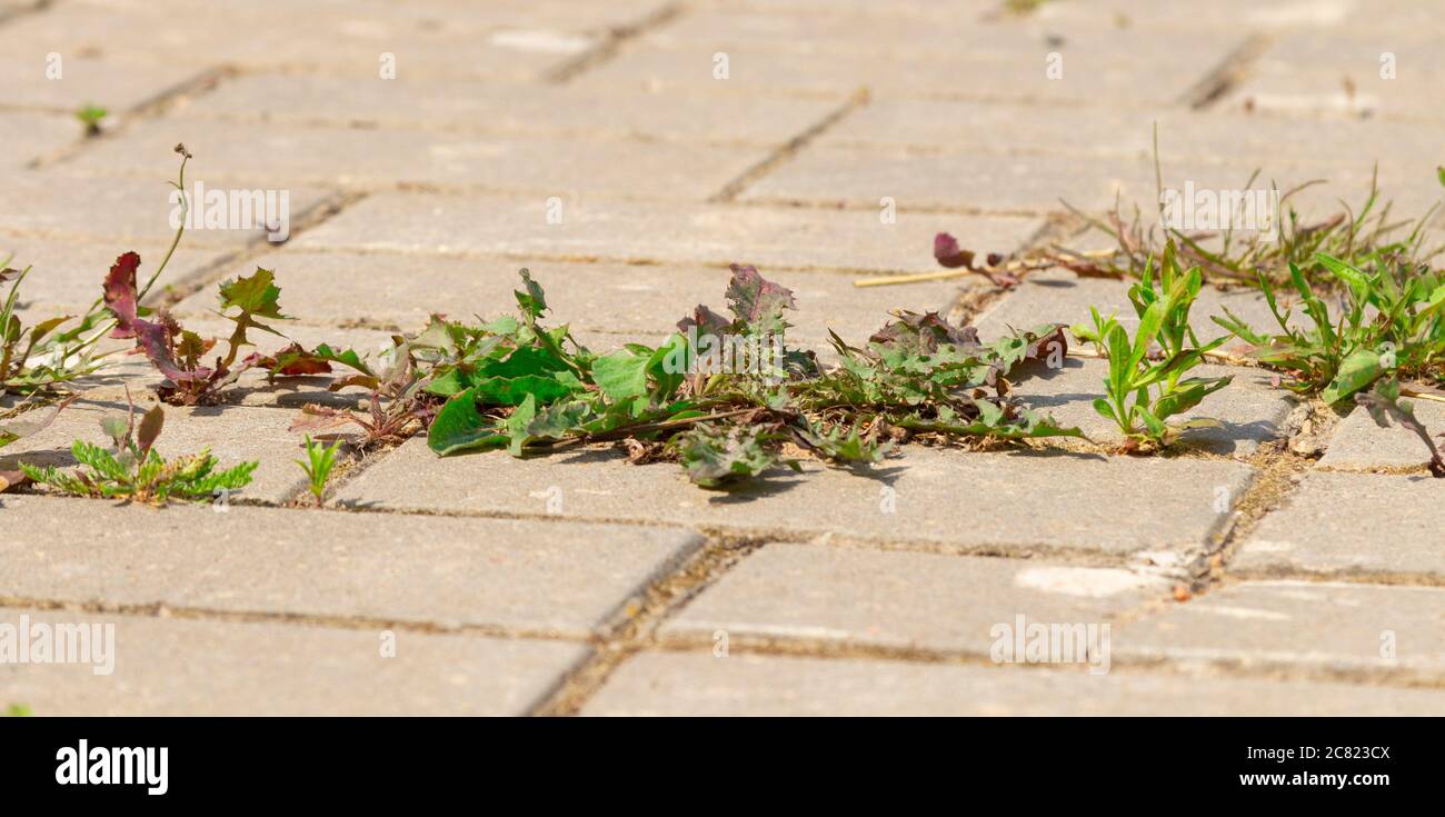 Grass grows between paving slabs outdoors Stock Photo - Alamy