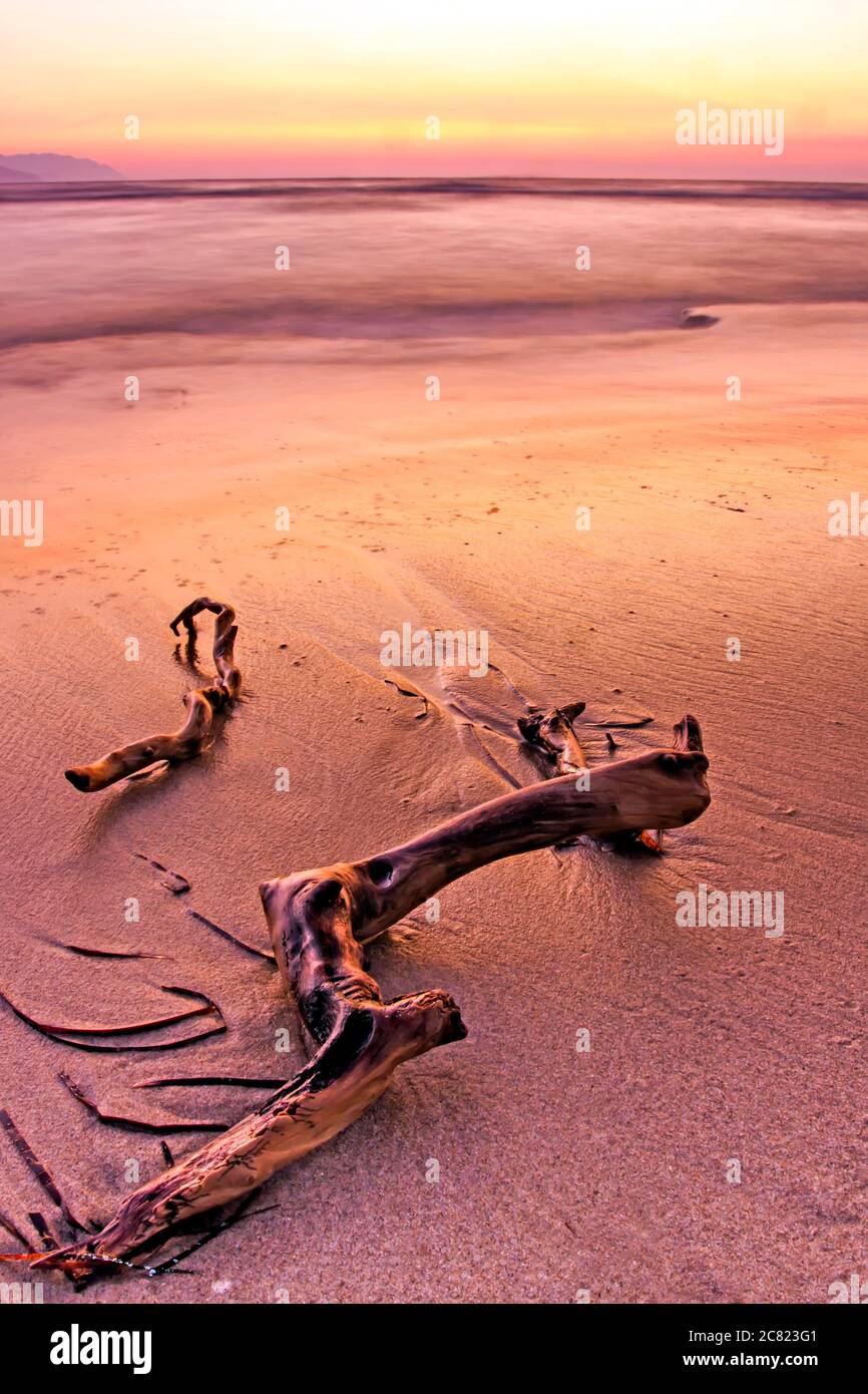 Sunset nature. Sea, sand and dry tree. Sunset landscape photography ...