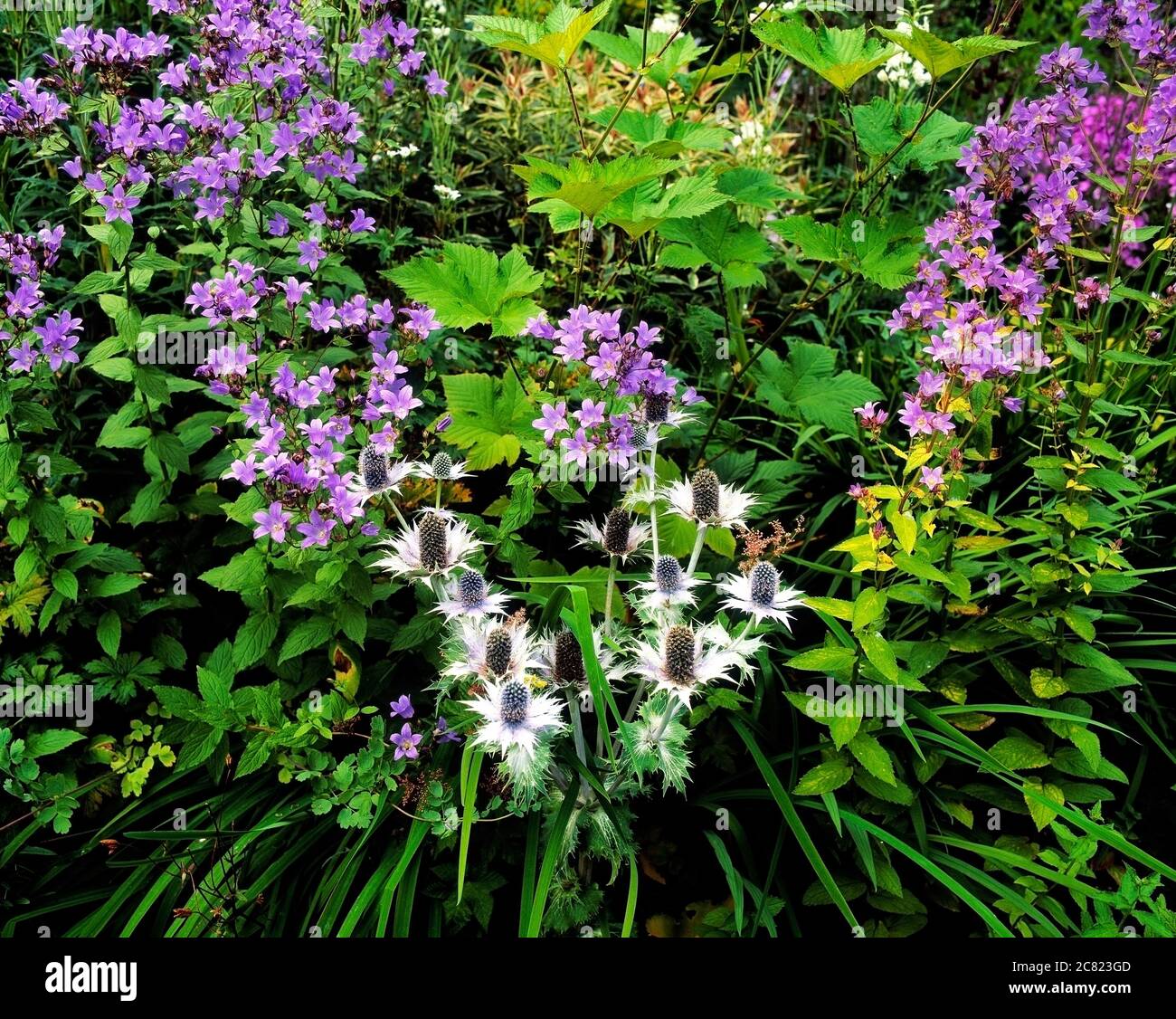 Butterstream Gardens In Ireland Stock Photo - Alamy