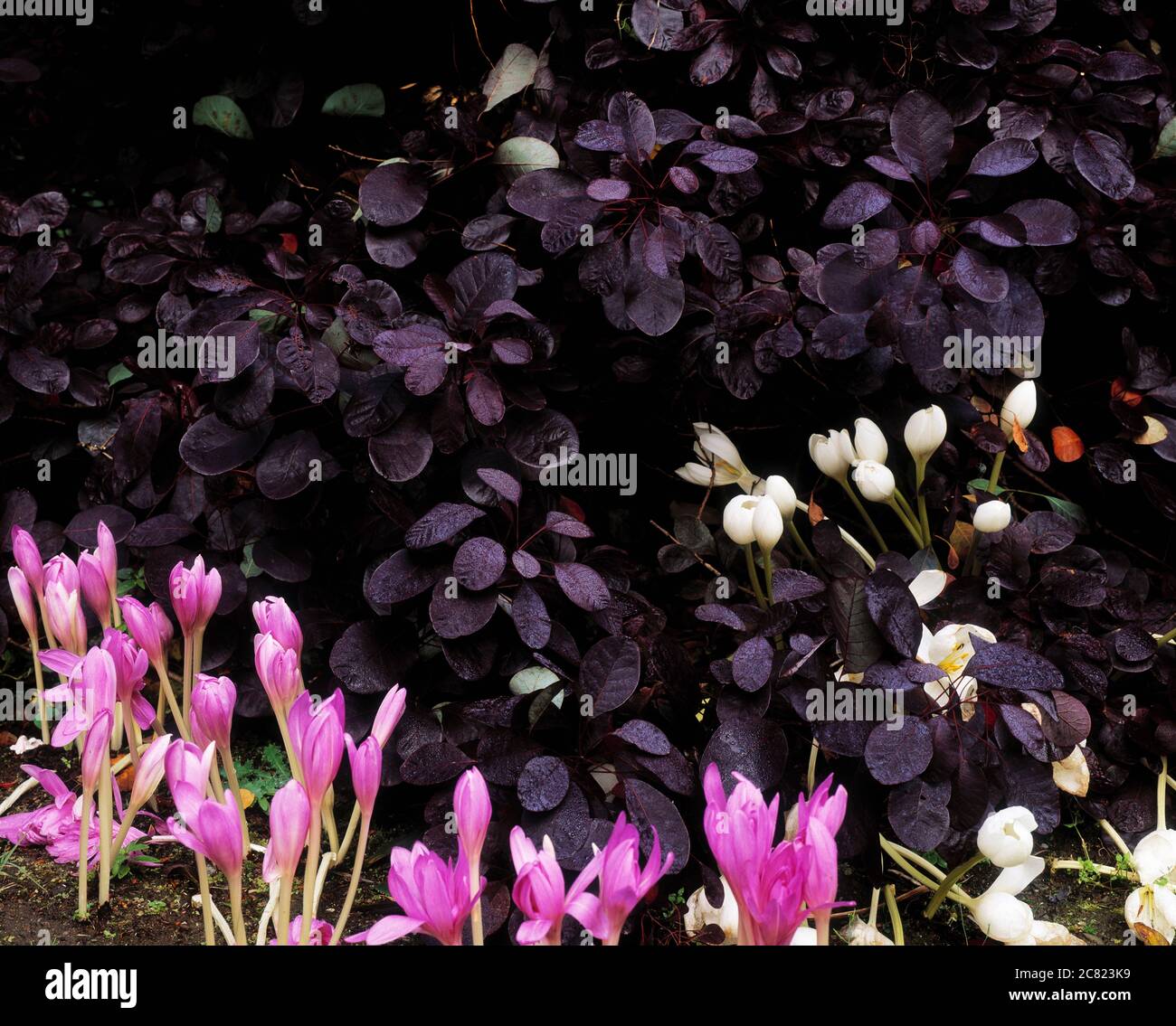 Cotinus flower autumn hi-res stock photography and images - Alamy