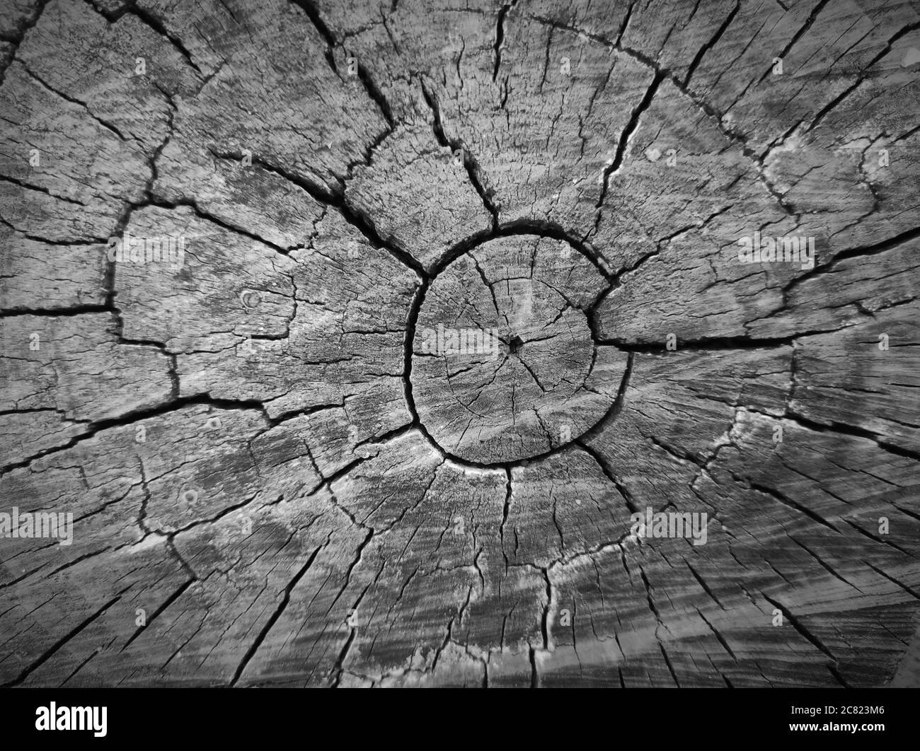 Cut tree stump walnut texture Stock Photo - Alamy