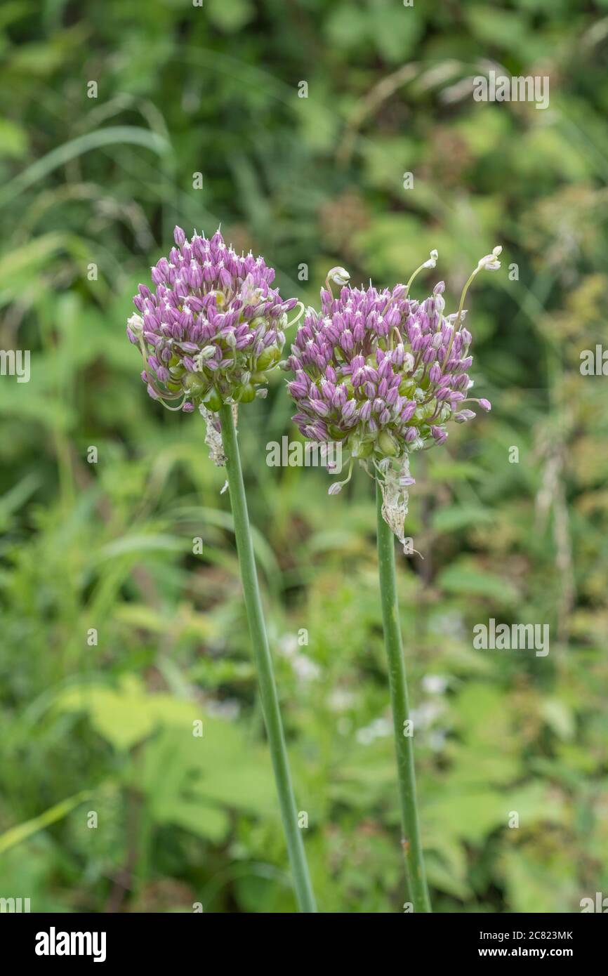 Rare wild alliums hi-res stock photography and images - Alamy