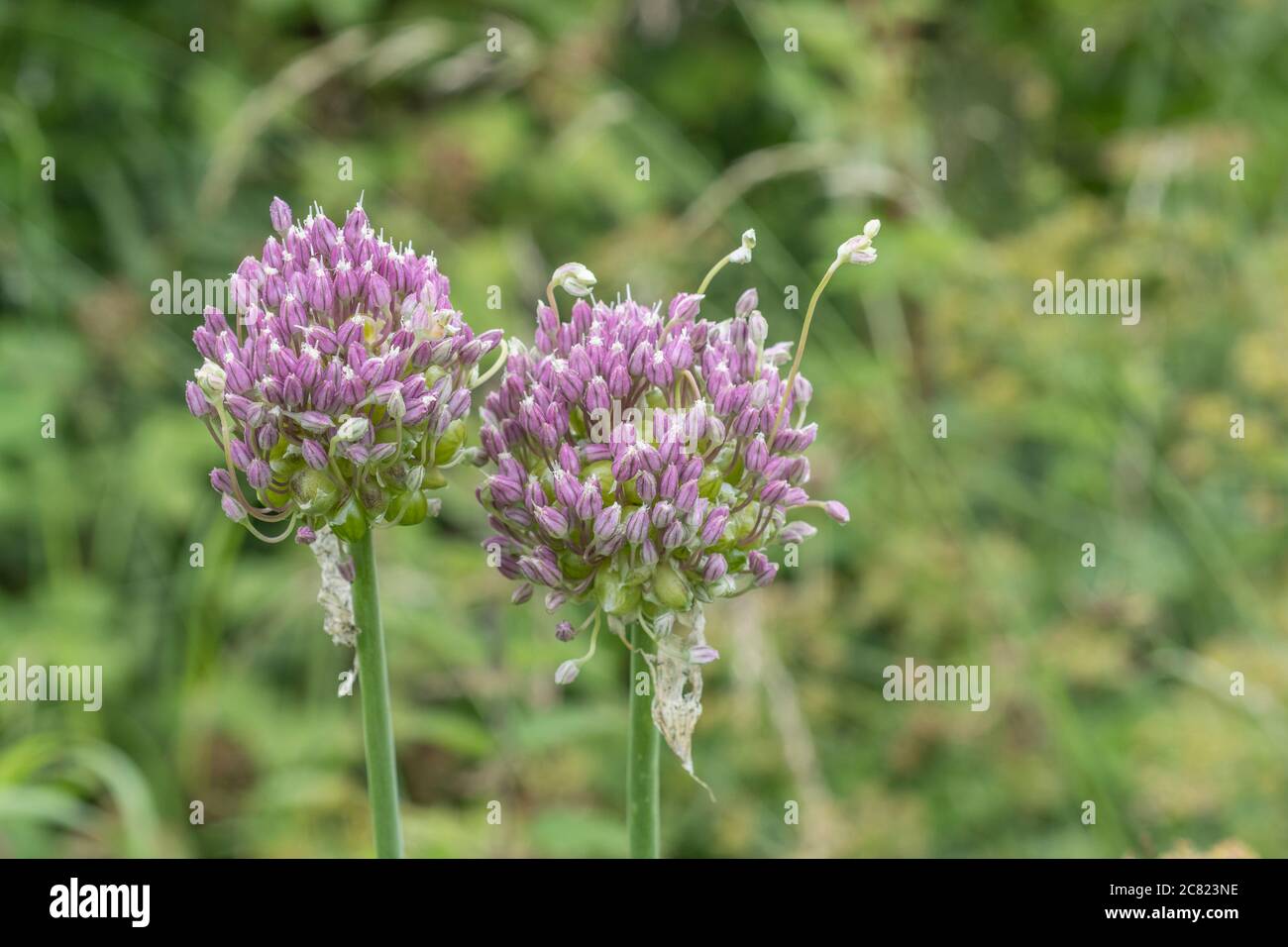 Rare wild alliums hi-res stock photography and images - Alamy