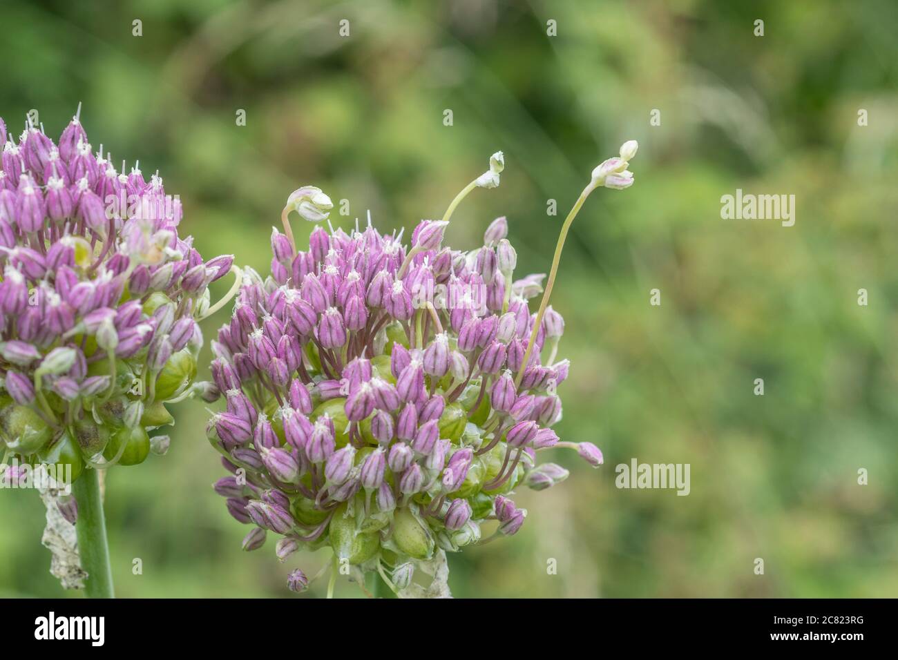 Rare wild alliums hi-res stock photography and images - Alamy