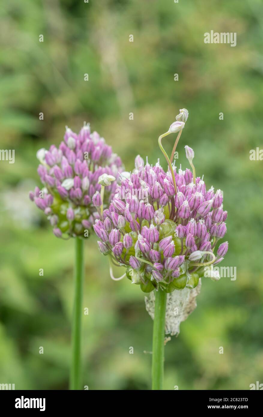Rare wild alliums hi-res stock photography and images - Alamy