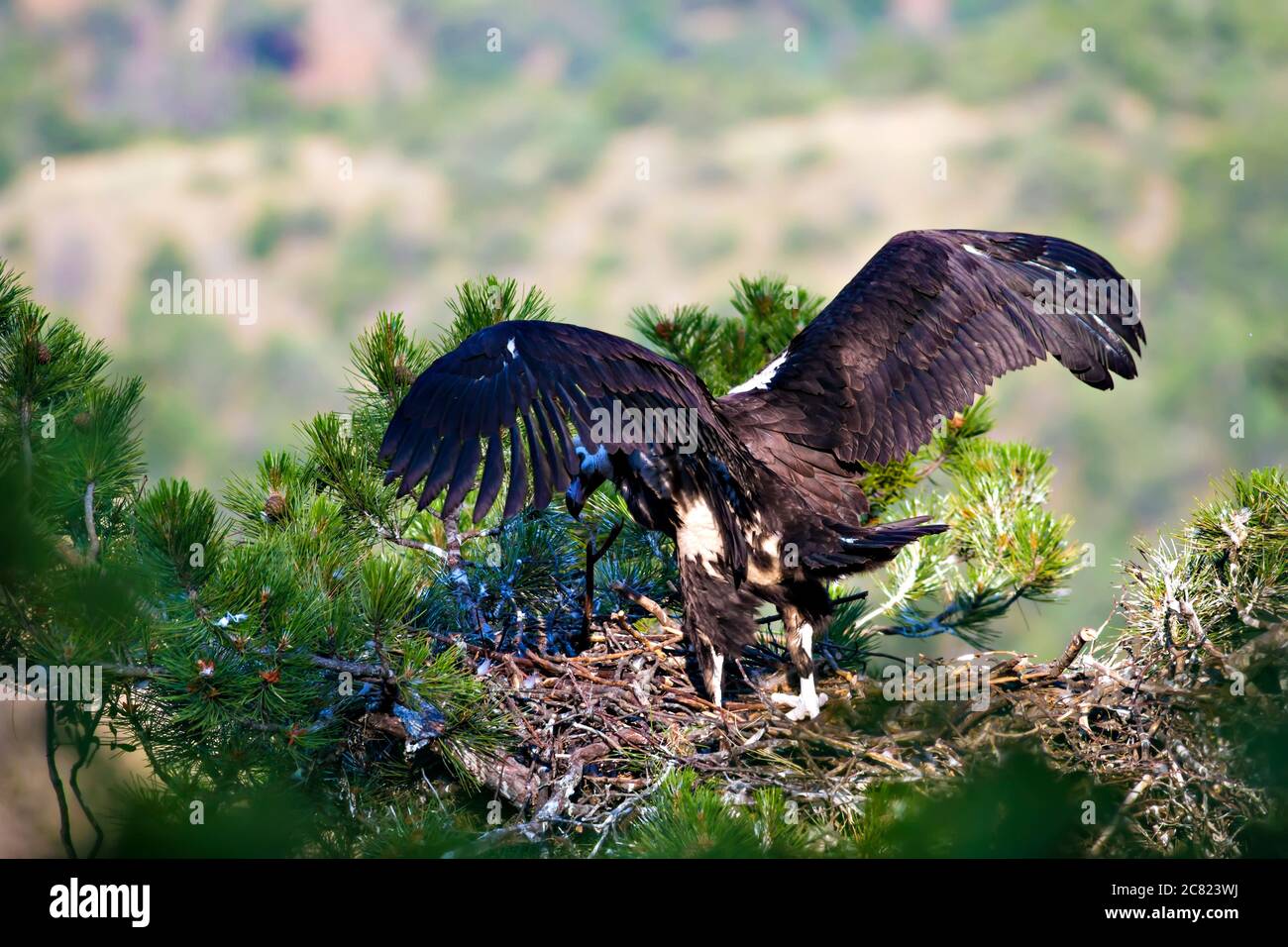 Vulture nest. Cinereous Vulture. Pine tree. Green forest background ...
