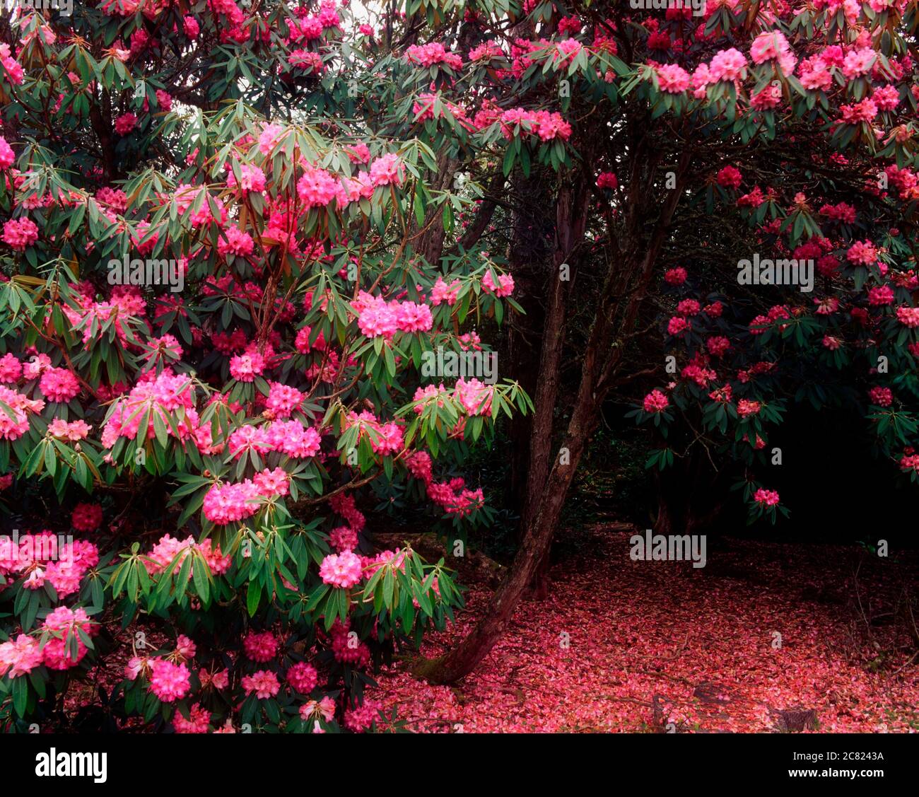 Rhododendron, Ard Na Mona Garden, Co Donegal, Ireland Stock Photo - Alamy