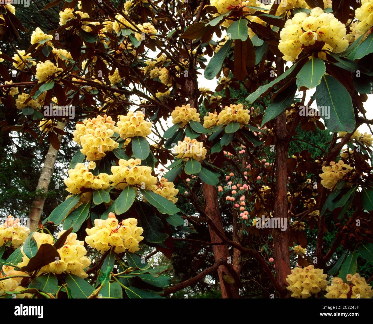 Rhododendron, Ard Na Mona Garden, Co Donegal, Ireland Stock Photo - Alamy