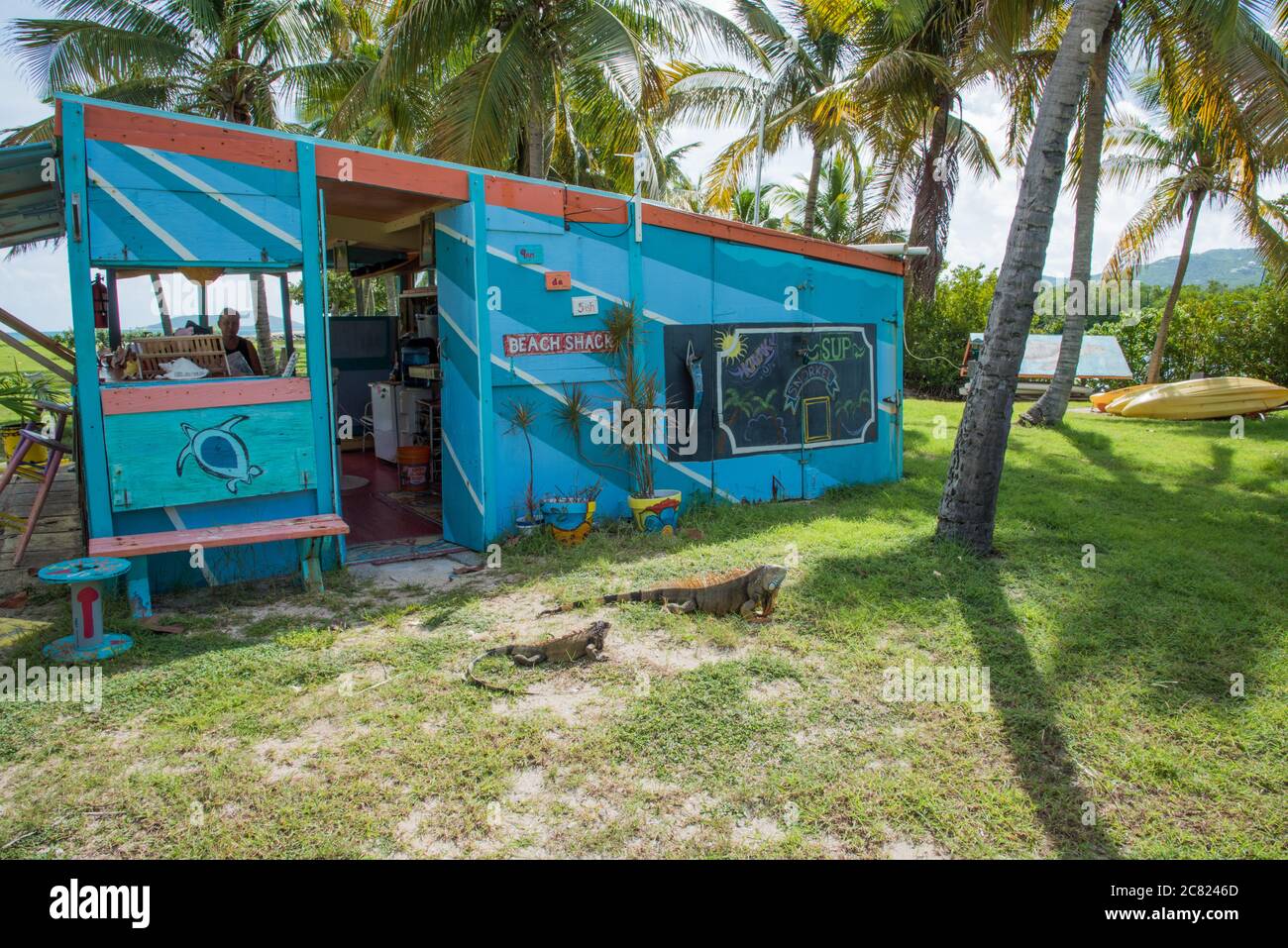 September 23,2019: Green iguana's at the Tamarind Reef Resort with ...