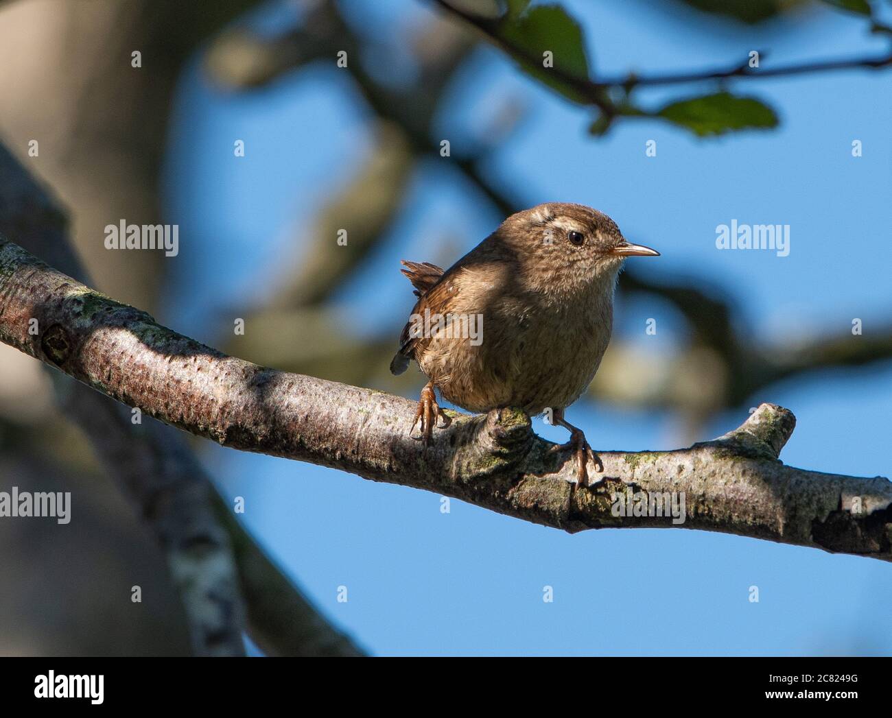 Uk wren hi-res stock photography and images - Alamy