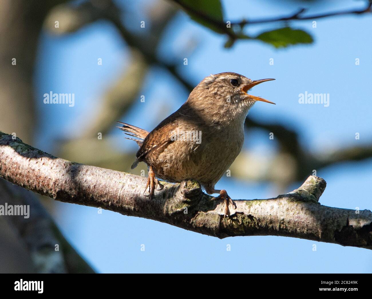 A Wren singing, Chipping, Preston, Lancashire, UK Stock Photo - Alamy
