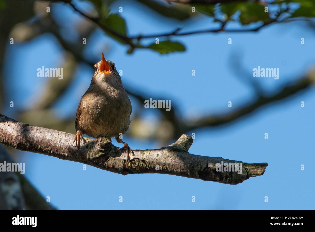 A Wren singing, Chipping, Preston, Lancashire, UK Stock Photo - Alamy