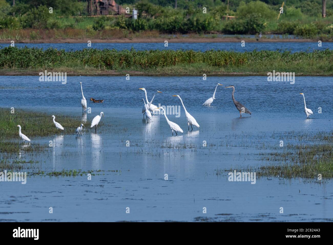 A mixed group of Great White Egrets, Snowy Egrets and a single Great ...