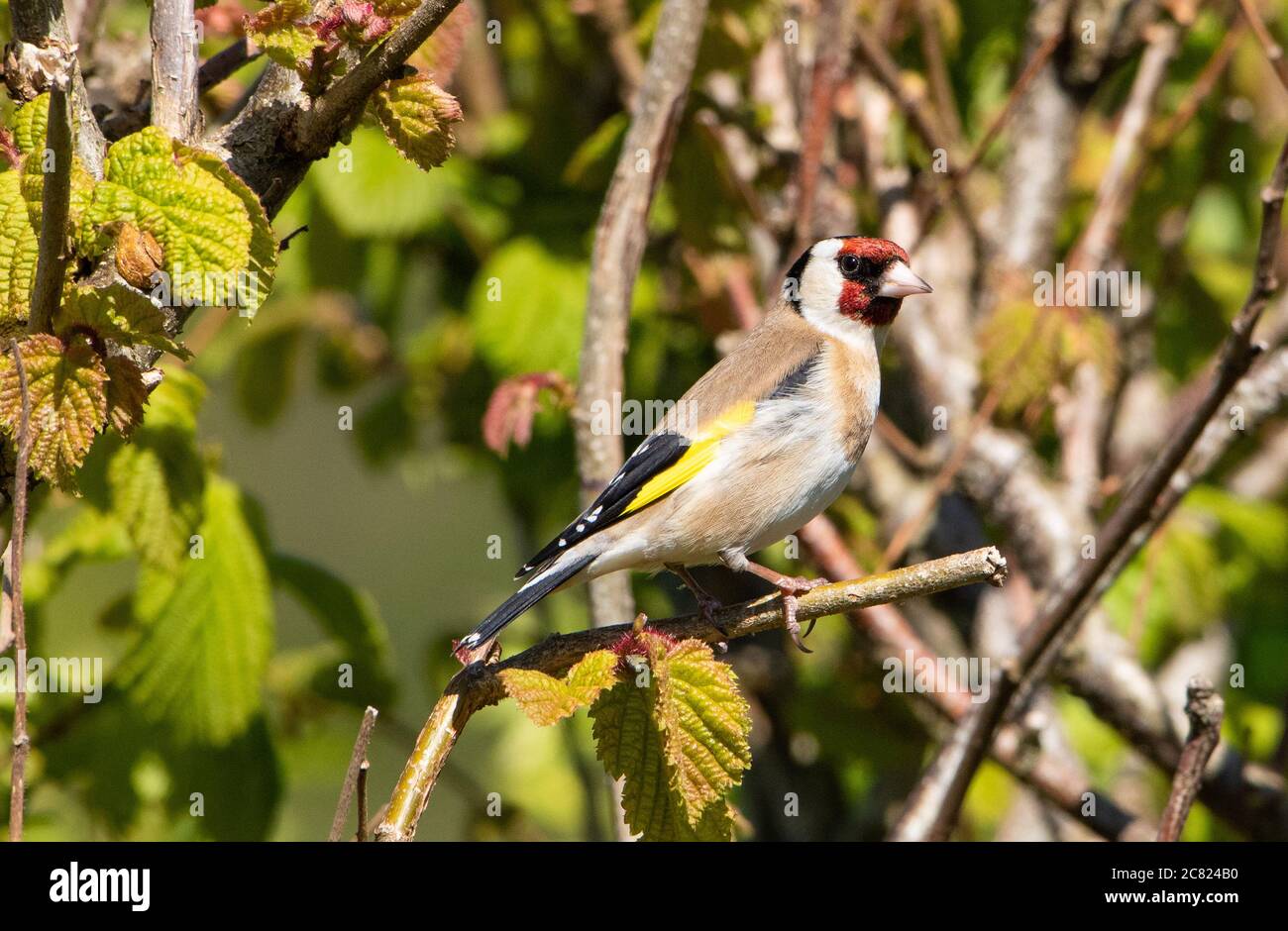 Hedge bird hi-res stock photography and images - Alamy