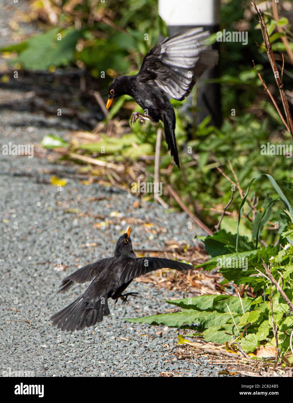 Blackbirds fighting hi-res stock photography and images - Alamy
